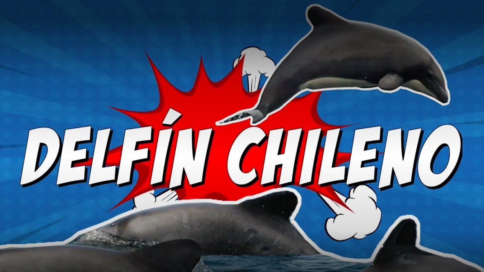 En NTV los poderes del Delfín Chileno en "Animales Chilenos ...