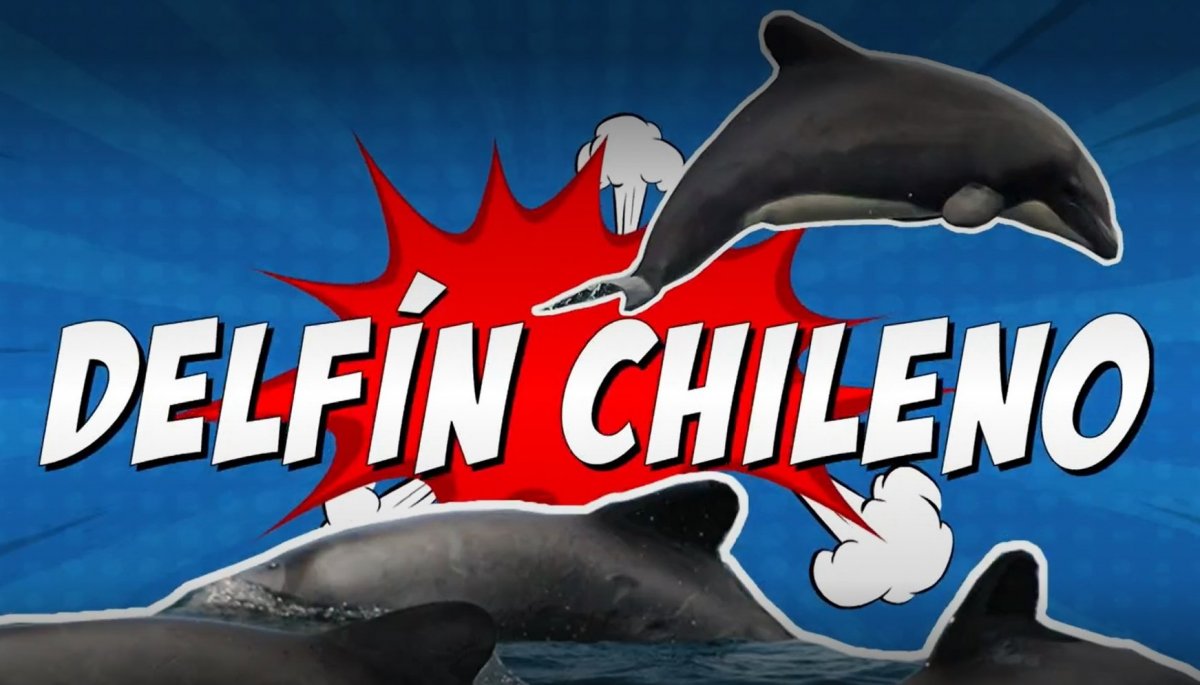 Animales chilenos superasombrosos Temporada 2 Capítulo 2: Delfín | TVN