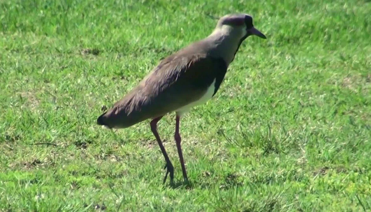 Animales chilenos superasombrosos Temporada 2 Capítulo 1: Queltehue | TVN