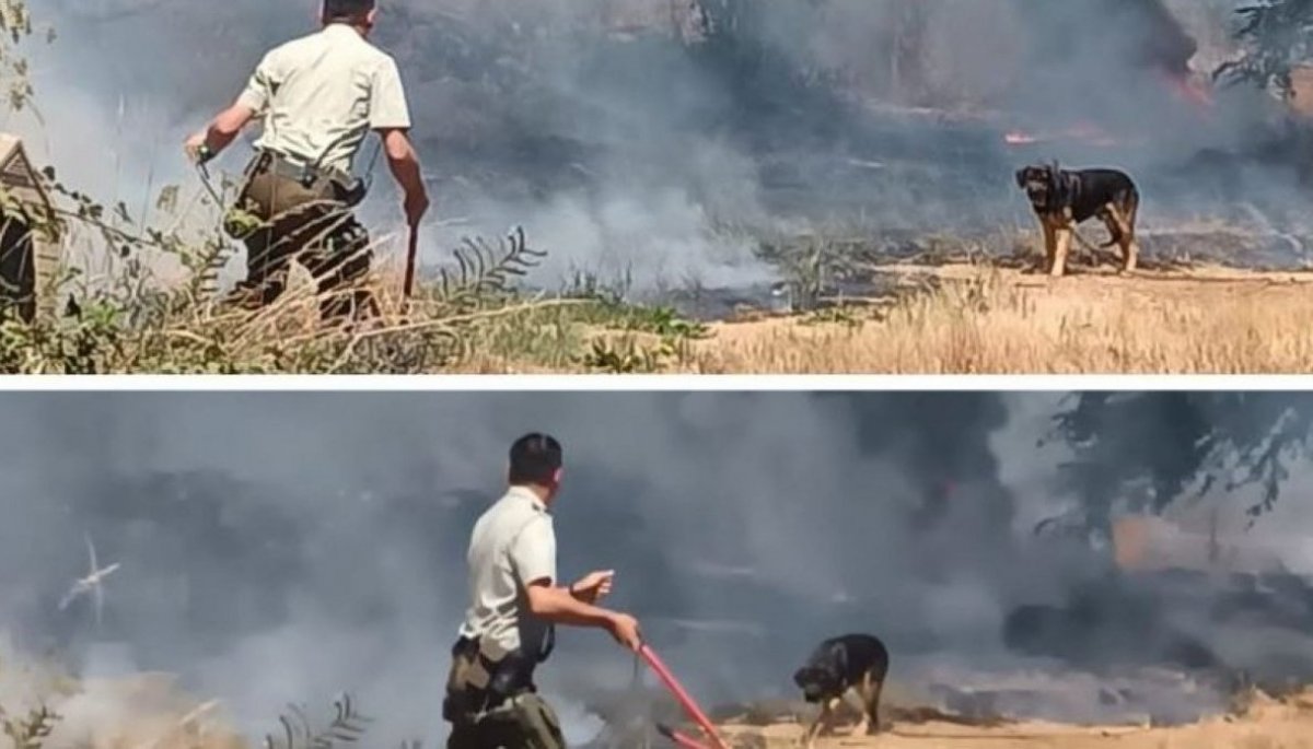 Carabinero arriesga su vida por perrito en incendio: "No solo las ...