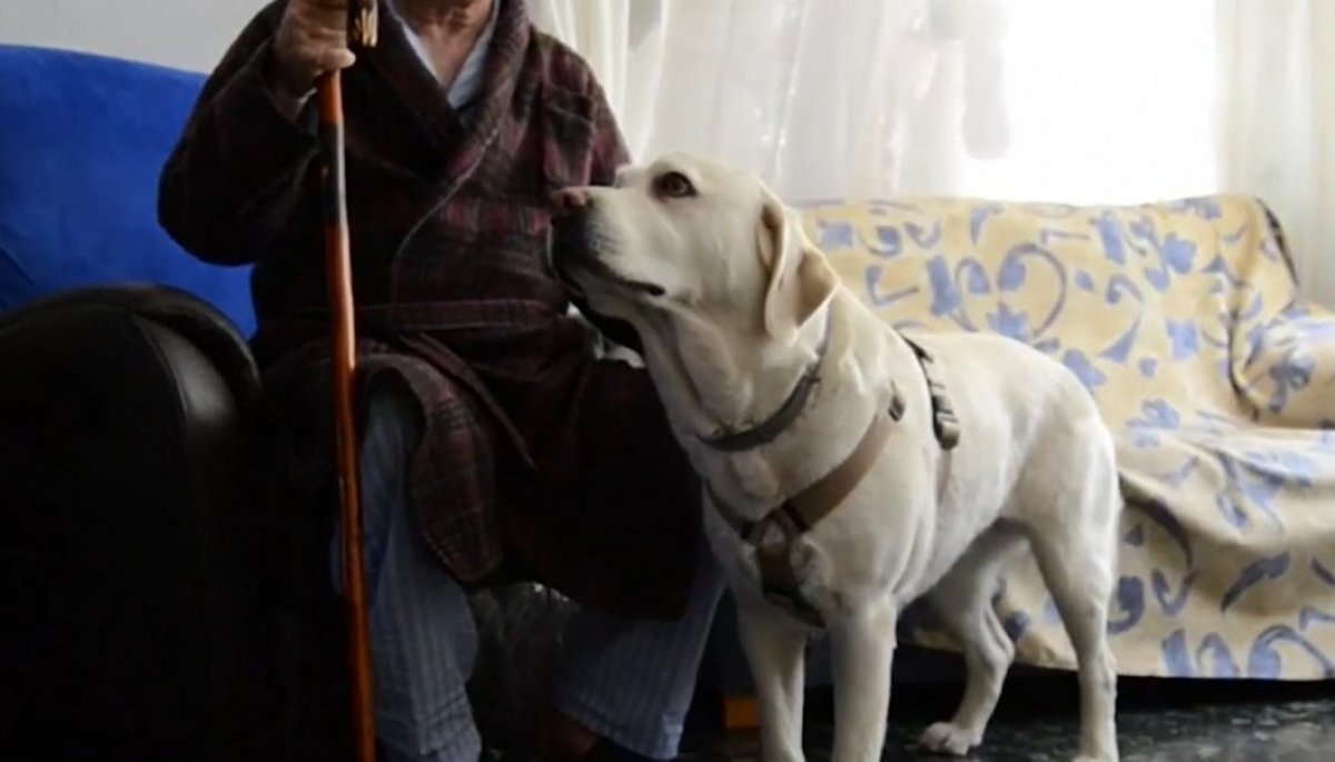 Perros de asistencia: Conoce la labor y funciones que realizan | TVN