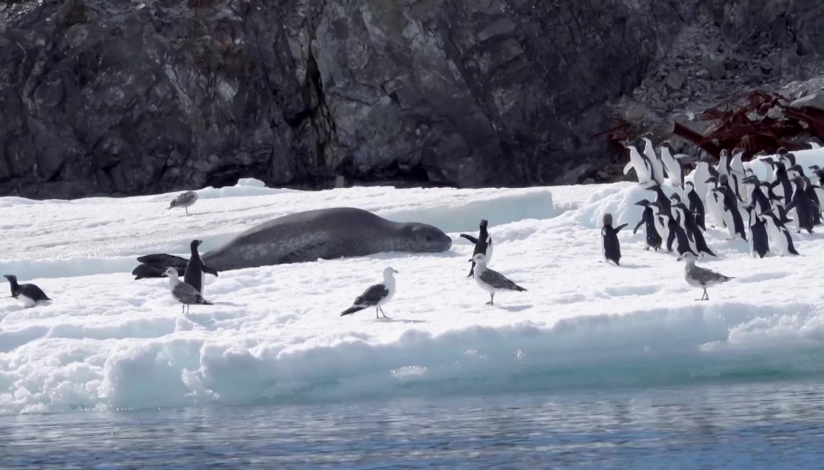 Conoce la flora y fauna del mar de Chile en "Costa Salvaje" | TVN