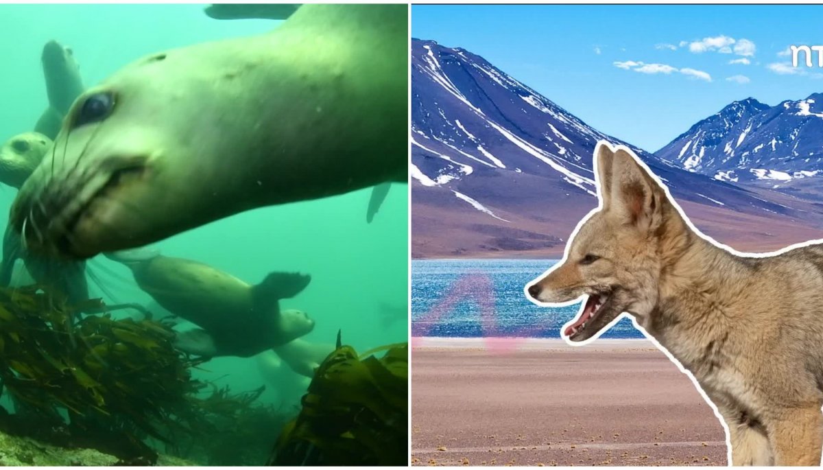 Animales Chilenos Superasombrosos: Lobo Marino y Zorro Chilla | TVN