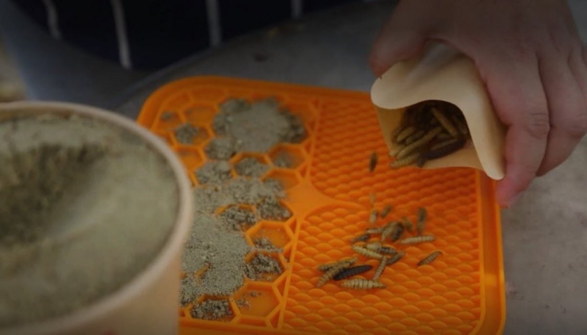 Conoce más del emprendimiento Bug Me | TVN