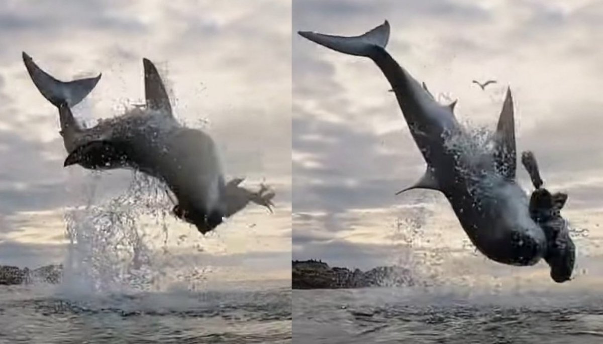 El impresionante momento en que gran tiburón blanco batió récord ...