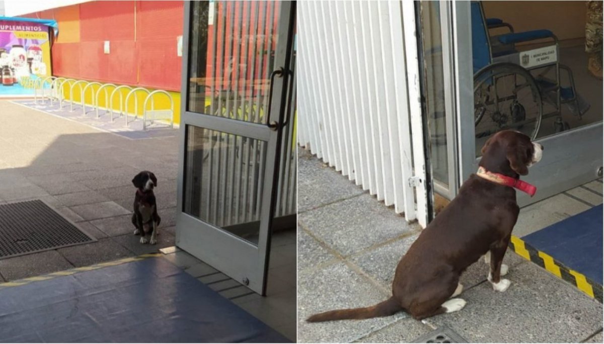 "Lleva dos horas esperando": alcalde de Maipú pide ayuda por perro ...
