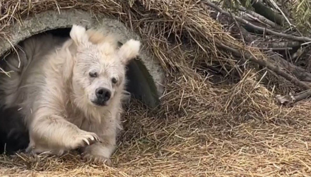 "Así me levanto": el origen del viral de un oso despertando | TVN
