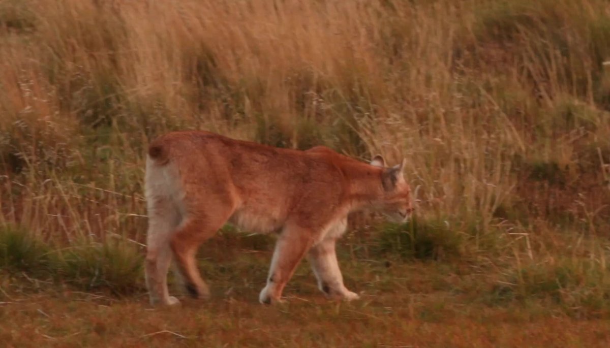 Selva Viva Patagonia en NTV: El encuentro con un puma | TVN