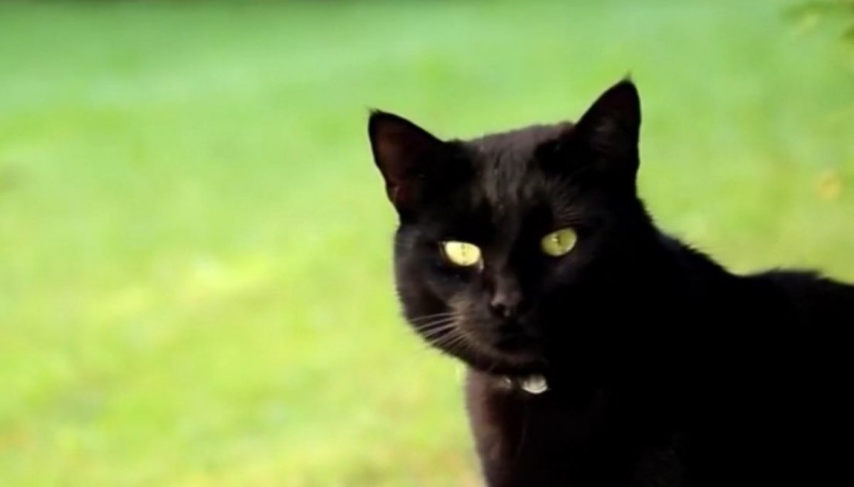 Síntomas y tratamiento: Todo lo que debes saber sobre el hongo ...