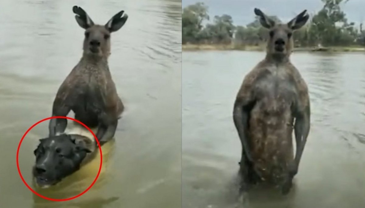 VIDEO: Hombre se enfrentó a golpes con canguro para rescatar a su perro ...