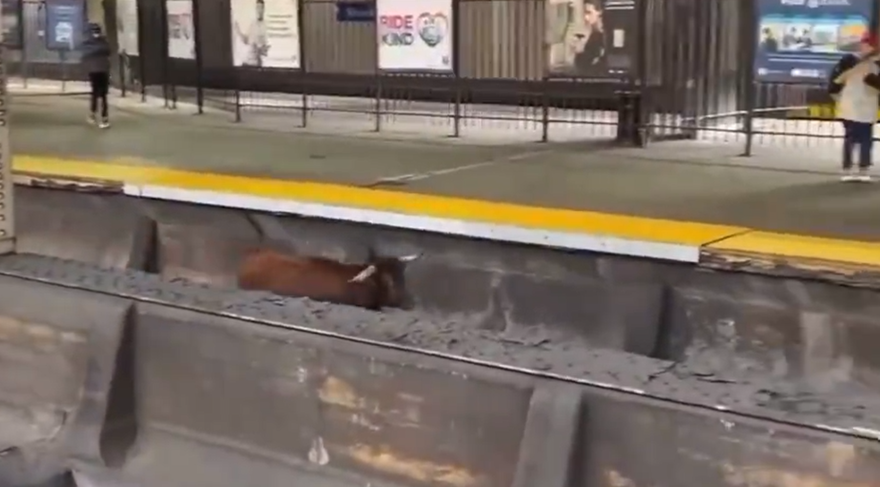 VIDEO | Toro salta a las vías y retrasa los trenes entre Nueva York y ...