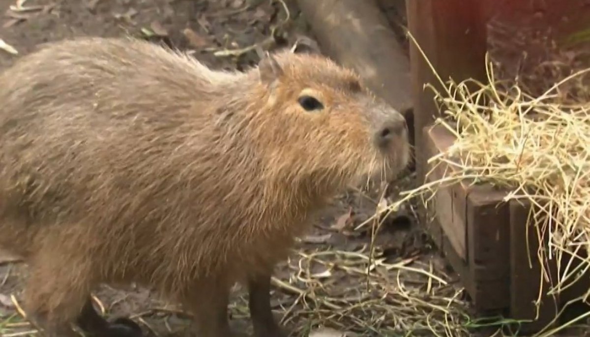 Los capibaras, los nuevos mejores amigos del "Buenos Días a Todos" | TVN