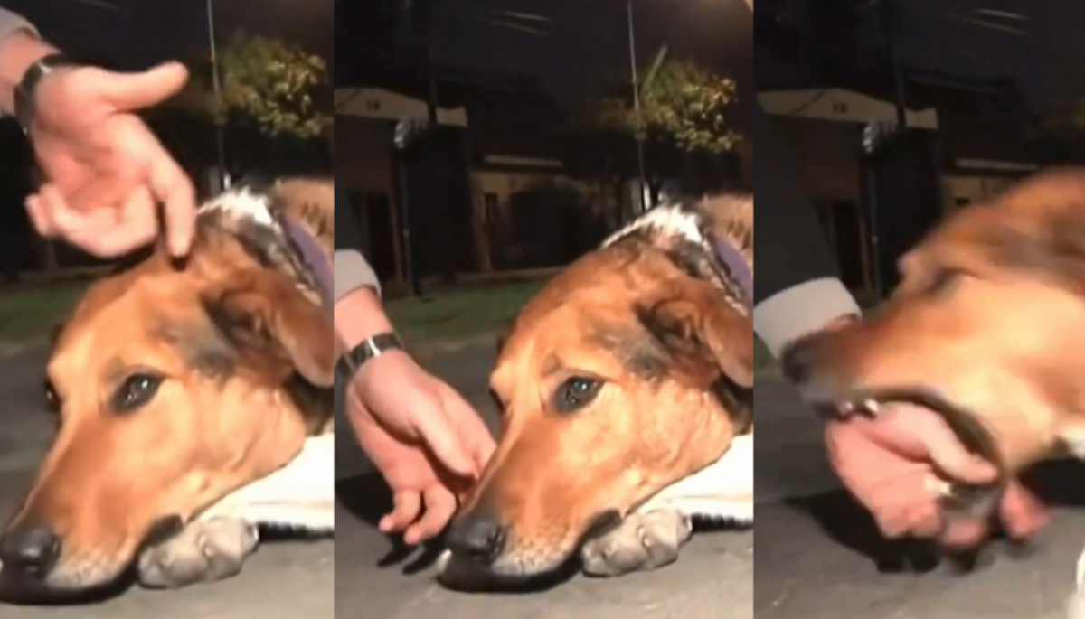 Periodista es mordido por un perro en plena transmisión en vivo | TVN