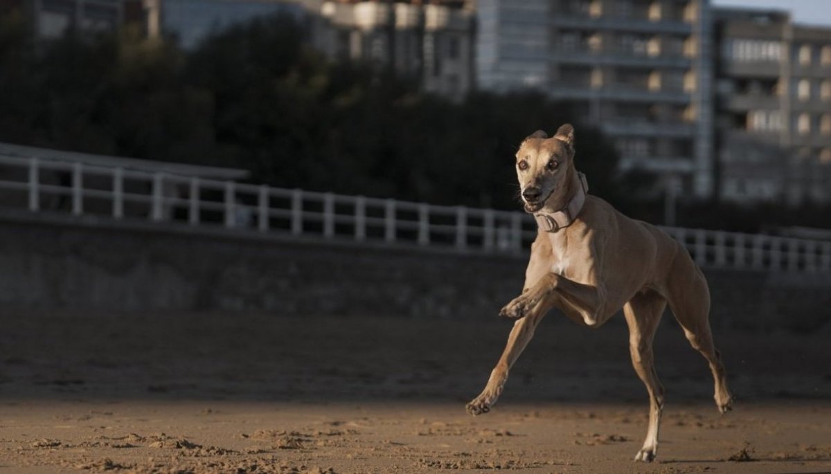 Congreso rechaza proyecto que prohibía las carreras de perros | TVN