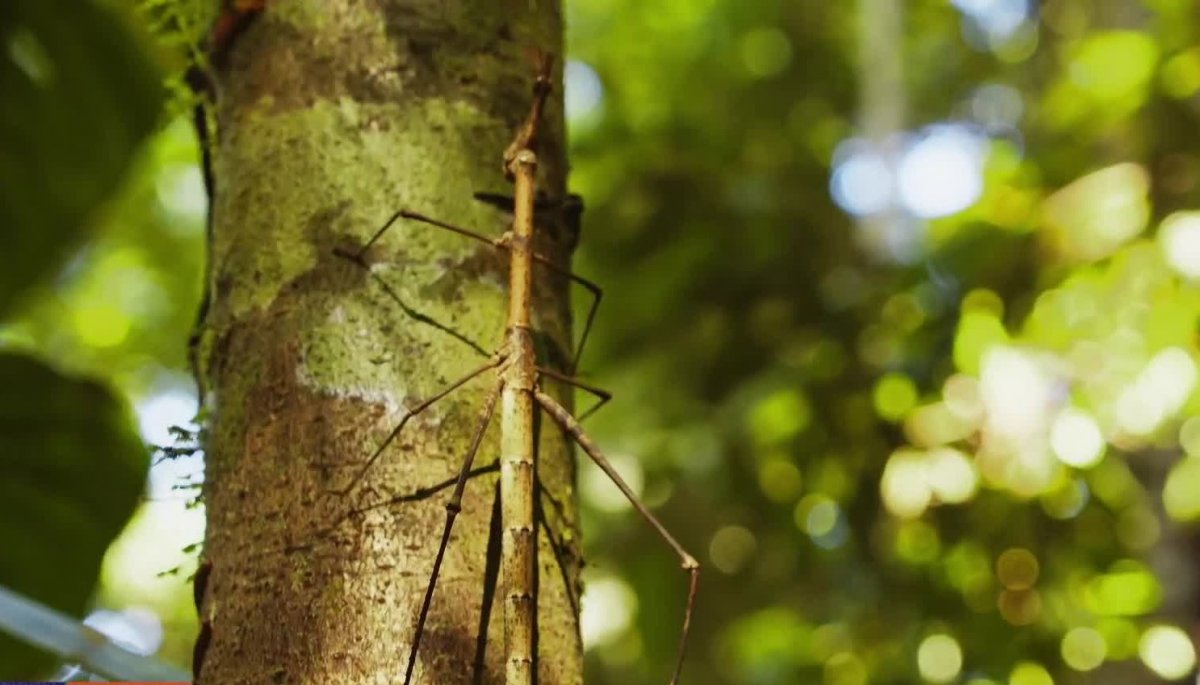 Micromundo Animal: Hoy conocemos a los Palotes | TVN