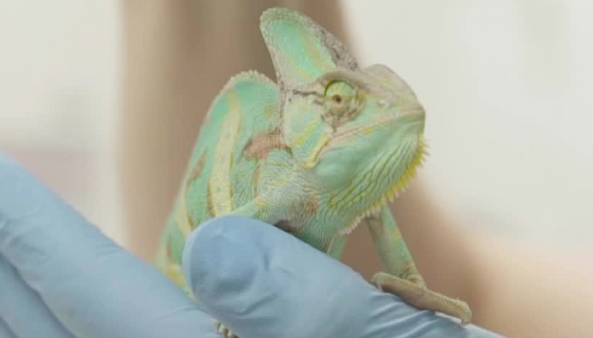 Descubre a Rango el camaleón en "Acción Animal" | TVN