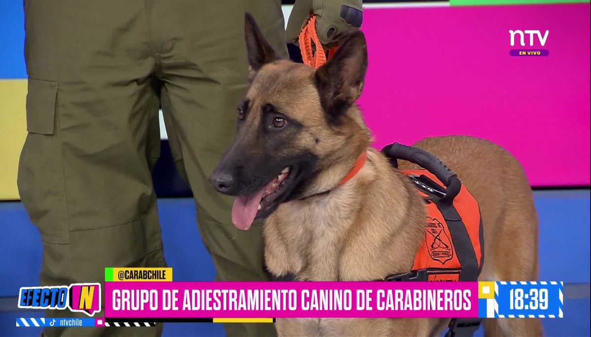 En Efecto N disfrutamos del adiestramiento canino de Carabineros | TVN
