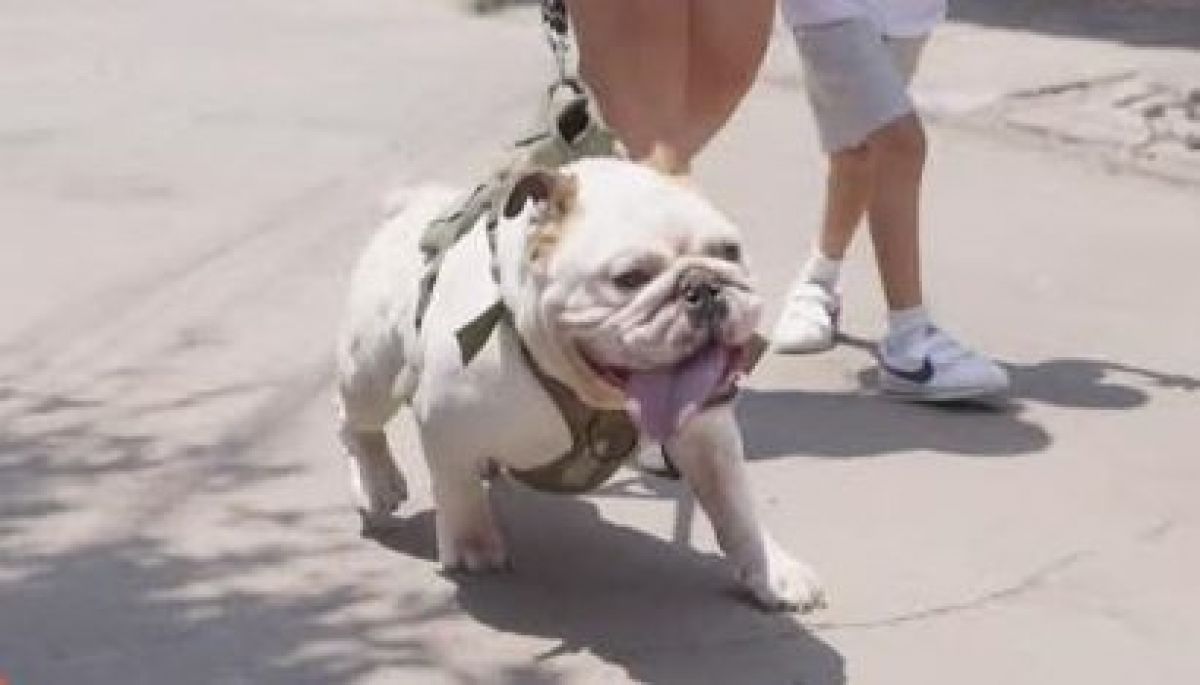 Él es Mike, un bulldog inglés que busca ayuda médica en "Acción Animal ...