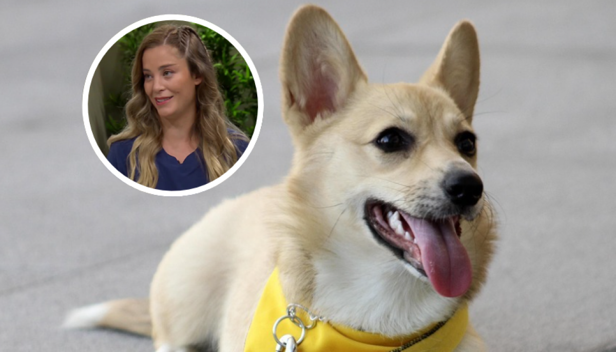¿Es verdad que un perro engorda tras le esterilización? | TVN