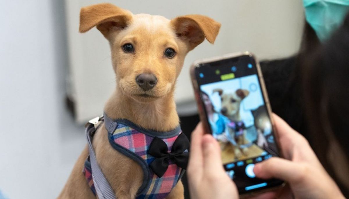 Día del Perro: Siete de cada diez hogares en Chile conviven con una ...