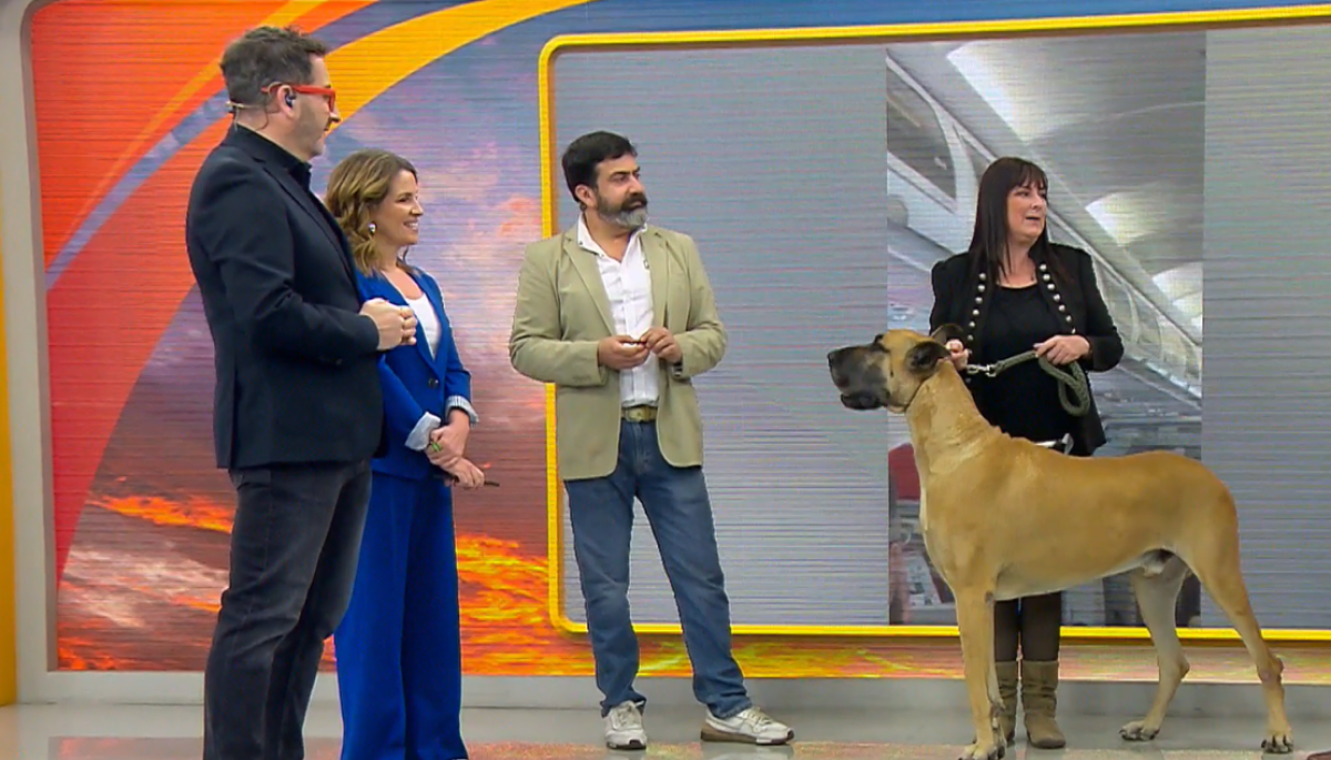 ¡Nos visitó Bono, uno de los perros más grandes de Chile! | TVN