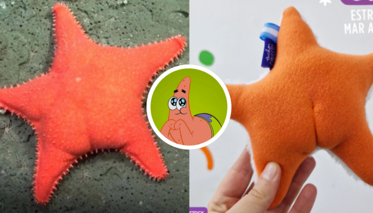 Oportunidad de negocio: venden peluche de "Patricio estrella nalgón" | TVN