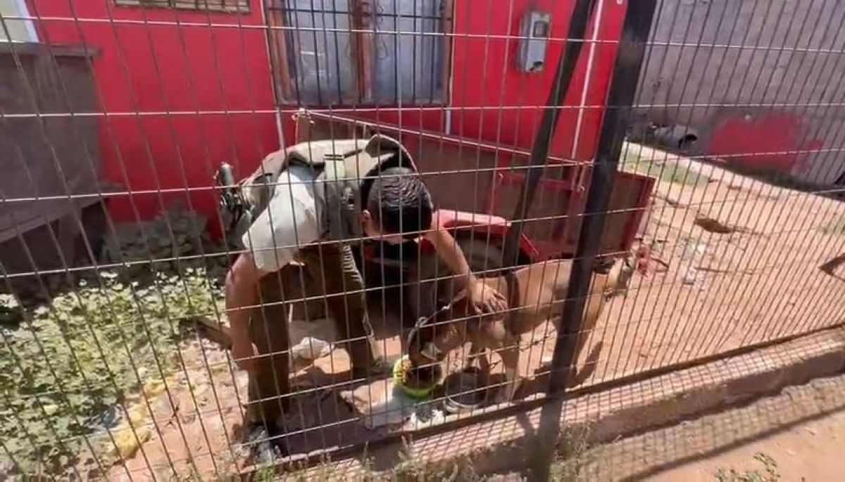 Rescatan a perro en La Serena que permanecía encadenado sin alimento ni ...