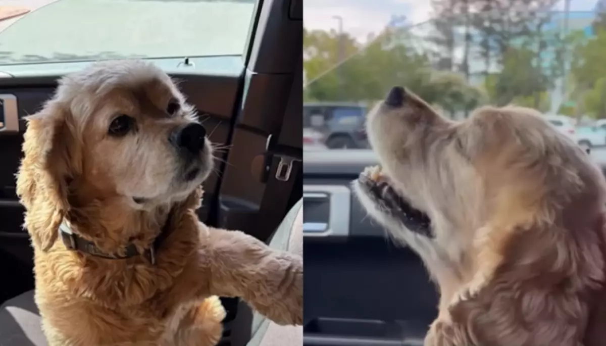Roban auto con un perro en su interior en Estados Unidos: policía logró ...