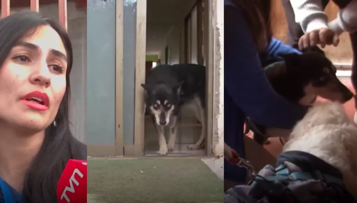 Familia adoptó a perrita que estuvo más de diez años en un canil | TVN